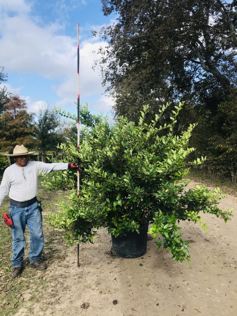 Photo Gallery | Austin, TX | PermaVista Trees
