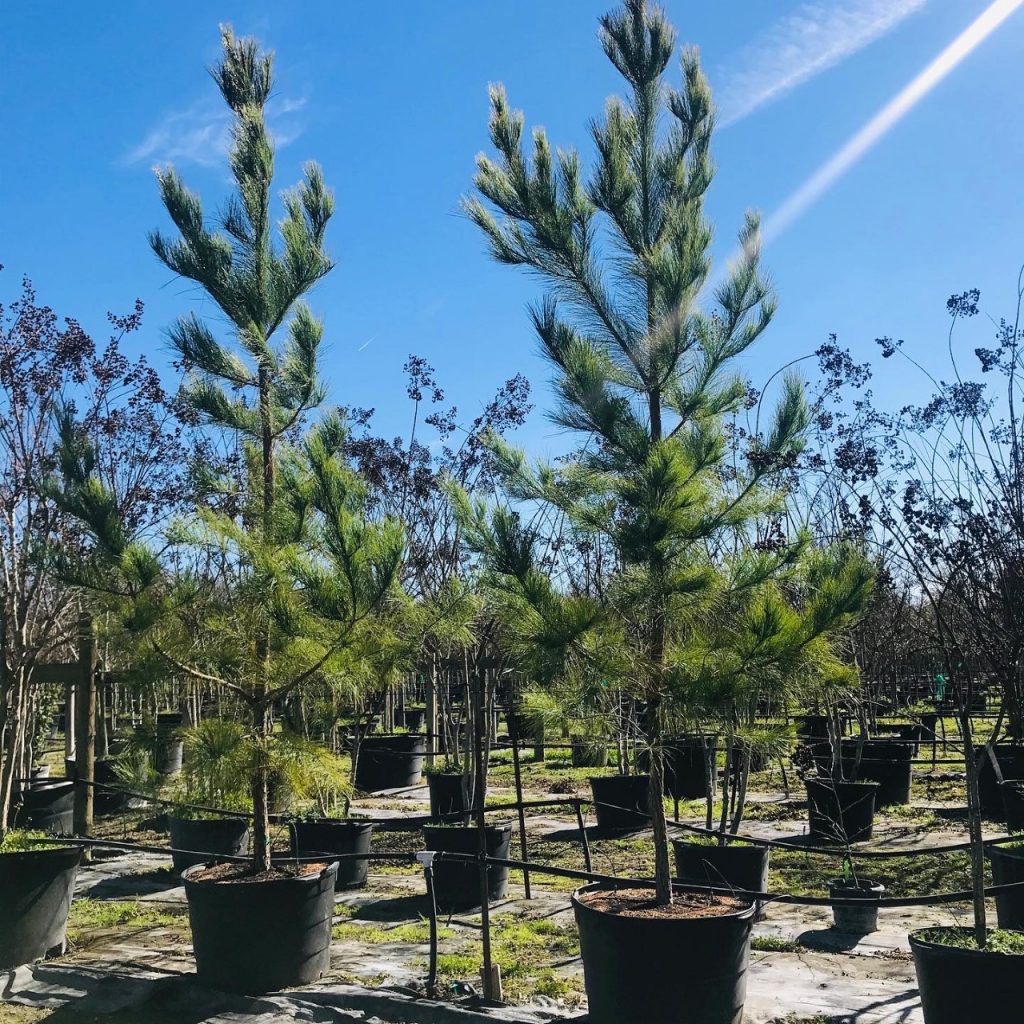 Photo Gallery | Austin, TX | PermaVista Trees