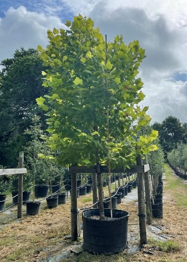 Photo Gallery | Austin, TX | PermaVista Trees