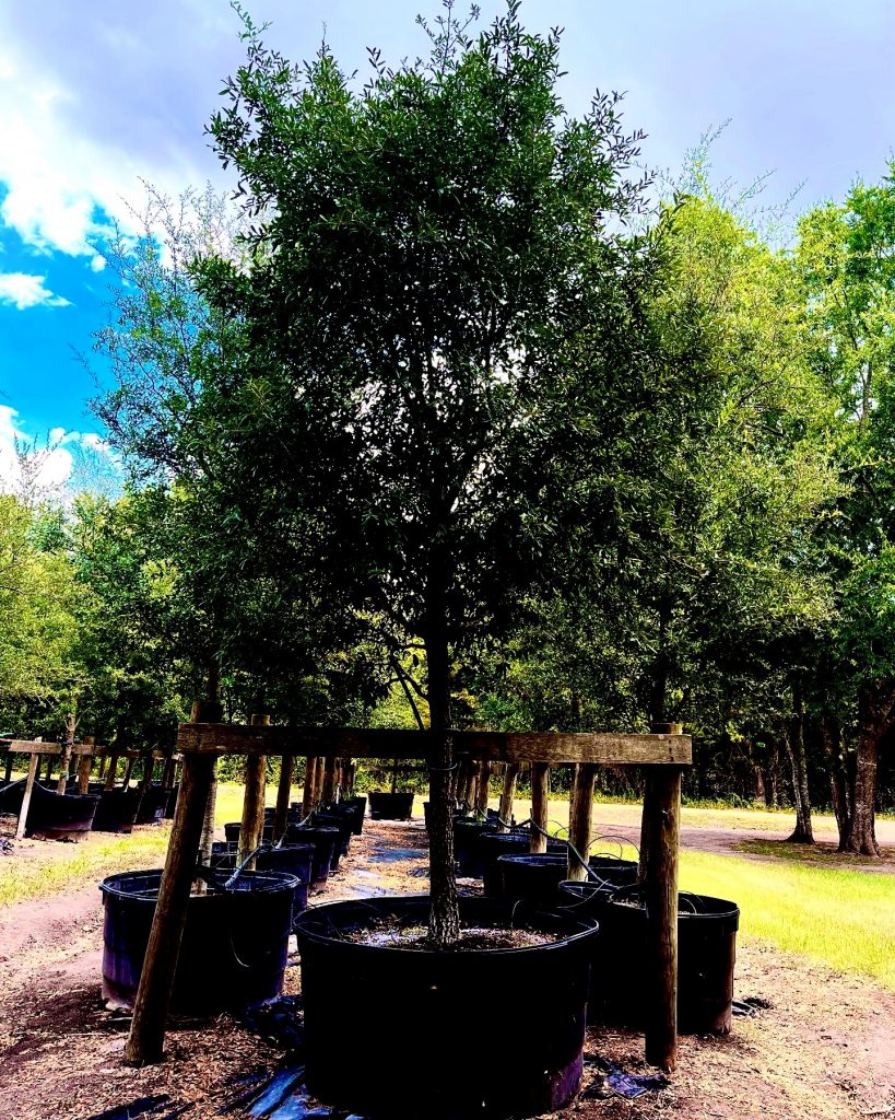 Photo Gallery | Austin, TX | PermaVista Trees