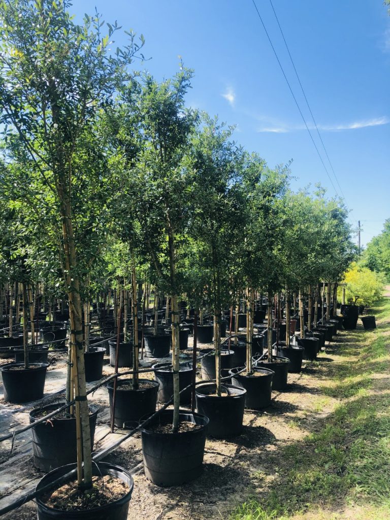 Photo Gallery | Austin, TX | PermaVista Trees