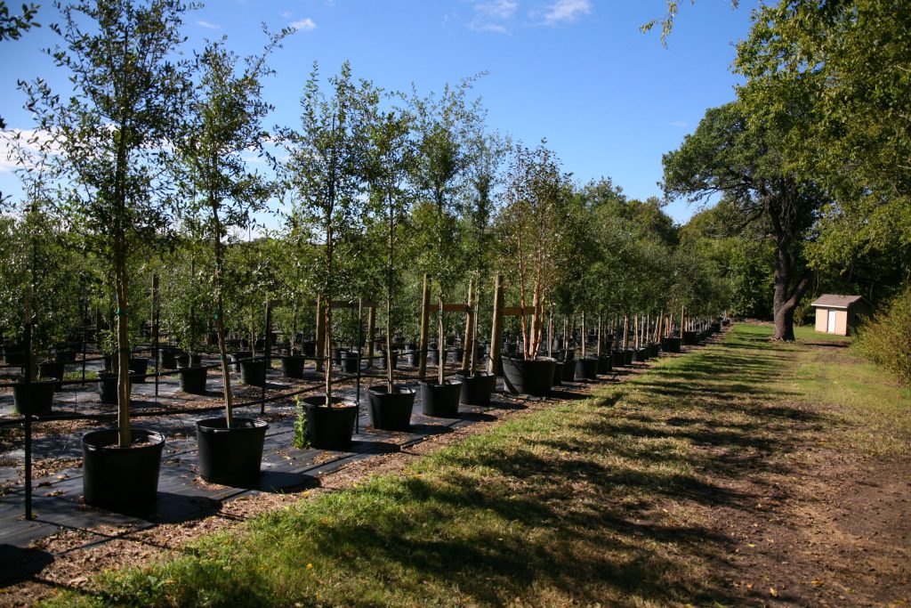 Photo Gallery | Austin, TX | PermaVista Trees