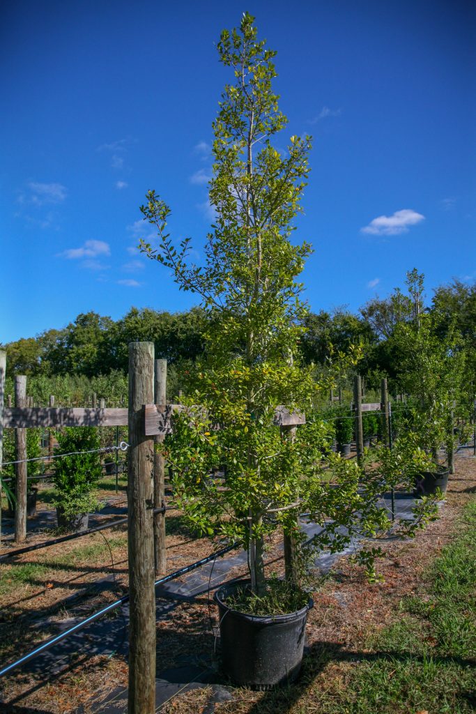 Photo Gallery | Austin, TX | PermaVista Trees