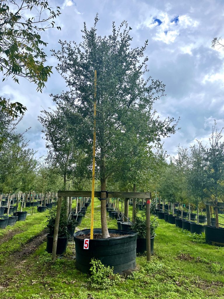 Photo Gallery | Austin, TX | PermaVista Trees