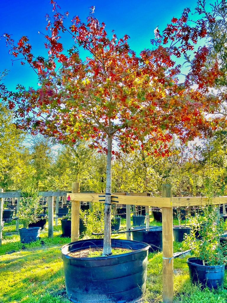 Photo Gallery | Austin, TX | PermaVista Trees