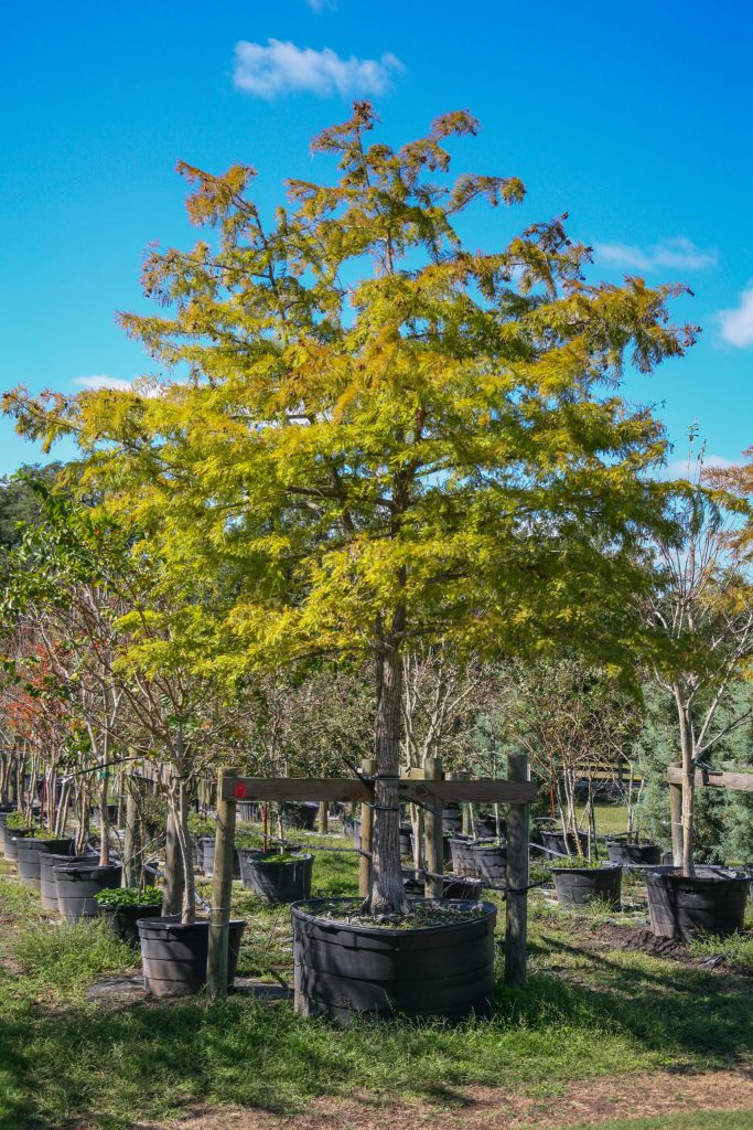 Photo Gallery | Austin, TX | PermaVista Trees