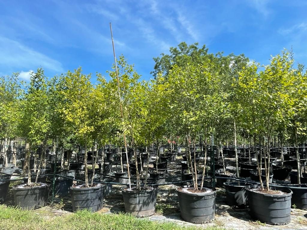 Photo Gallery | Austin, TX | PermaVista Trees