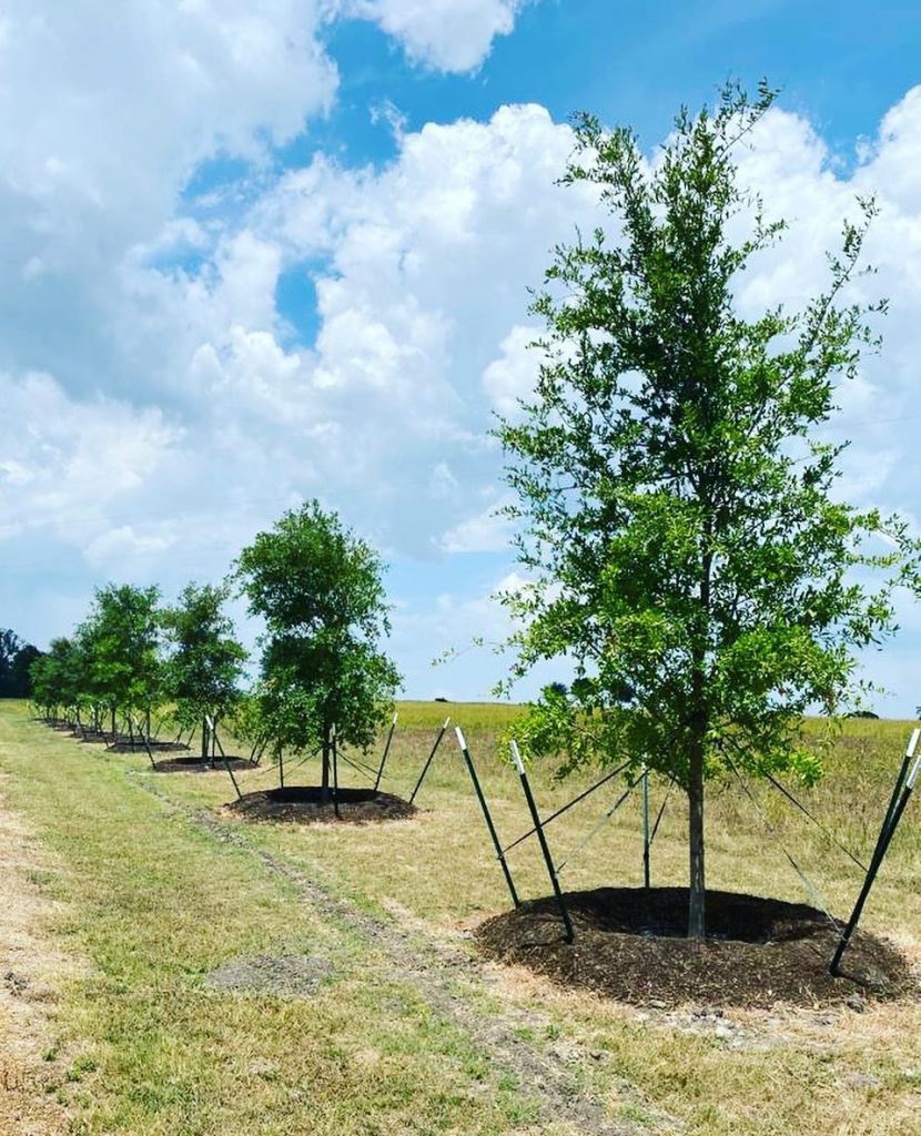 Photo Gallery | Austin, TX | PermaVista Trees