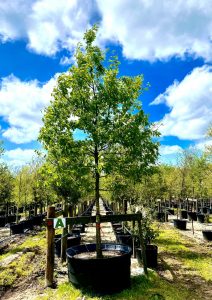 Photo Gallery | Austin, TX | PermaVista Trees