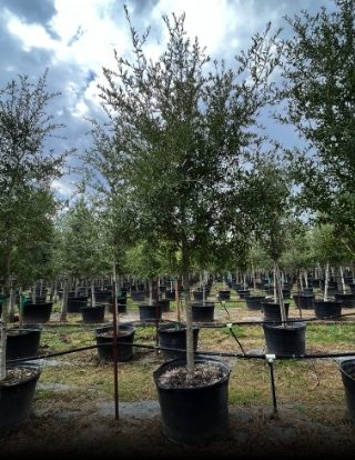 Live Oak | Austin, TX | PermaVista Trees