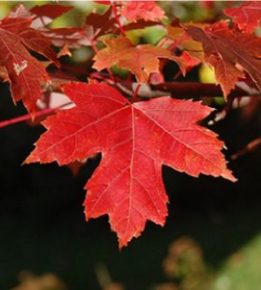 Popular Trees | Austin, TX | PermaVista Trees