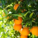Fun Citrus Facts - Phoenix, Mesa, Chandler | Goodman Landscape Maintenance