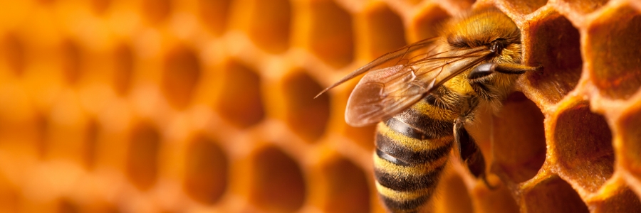 Don’t Bother the Bees: Honeypots and How to Avoid Them - Phoenix ...