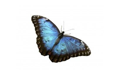 The Lighter Side: The First Computer Bug Was Actually A Moth? - Jexet ...